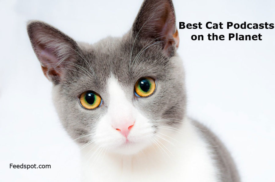 45 Best Cat Podcasts to Listen to in 2026