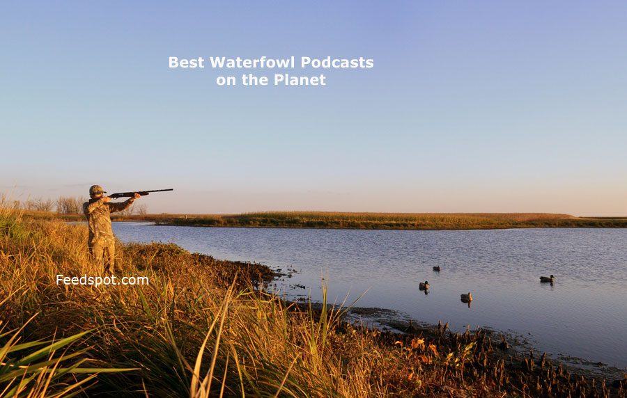30 Best Waterfowl Podcasts to Listen to in 2026