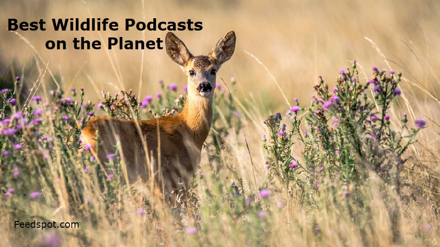 30 Best Wildlife Podcasts You Must Follow in 2025