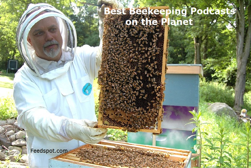 25 Best Beekeeping Podcasts to Listen to in 2026