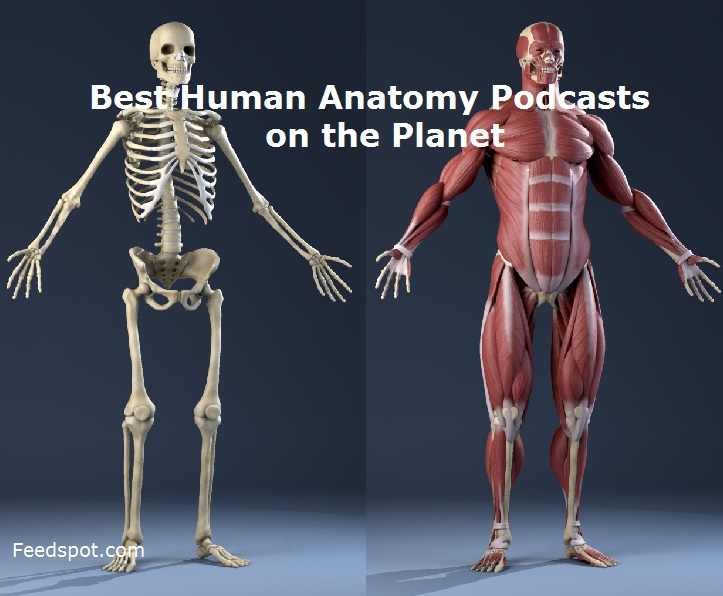 25 Best Human Anatomy and Physiology Podcasts to Listen to in 2026